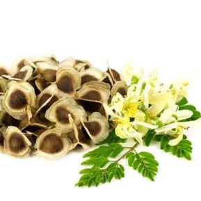 Moringa Seeds | Murungai Vidhai | Drumstick Seeds – Jothi Herbals